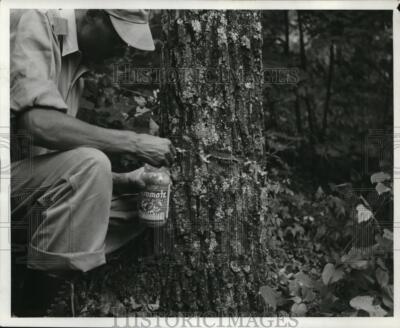 Press Photo Forester applies poison to kill a tree | eBay