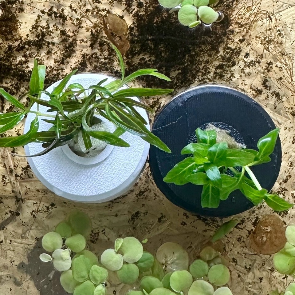 Aquarium Floating Planted Mini Plant Pot & Aquatic Live Plants / Nano ...