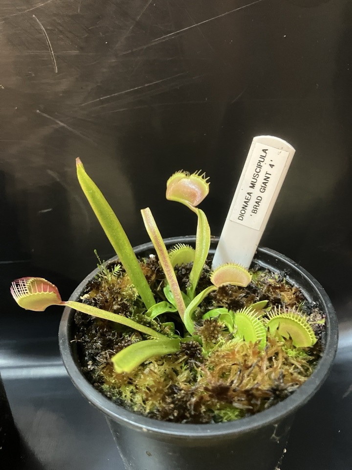 Venus Flytrap Collection, Three Plants | eBay UK