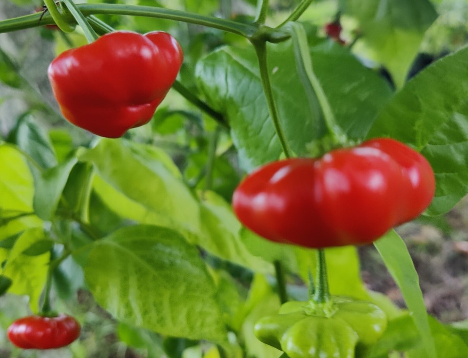 Brazilian Starfish Pepper seeds 🇺🇸 USA Grown 🇺🇸 | eBay