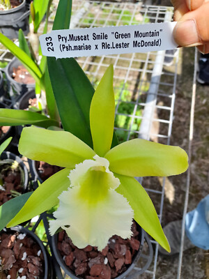 FPOrchids Pry. Muscat Smile 'Green Mountain' mc - Flowering Size | eBay