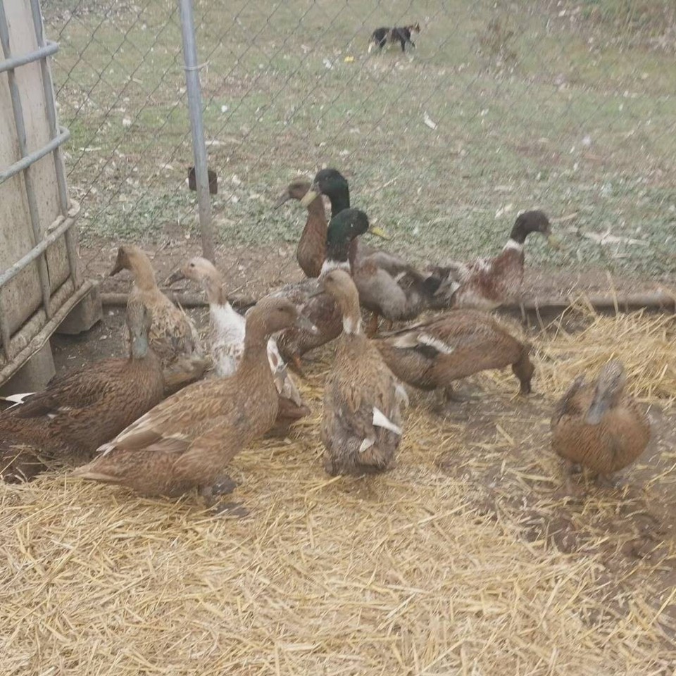 6+ Hookbill Duck Hatching Eggs Pre-Sale Ships March - April RARE | eBay
