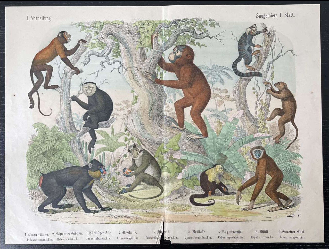 Species Of Primates
