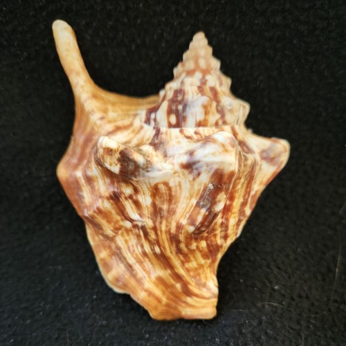 STROMBUS TRICORNIS seashell ERITREA 105mm - VERY KNOBBLY | eBay