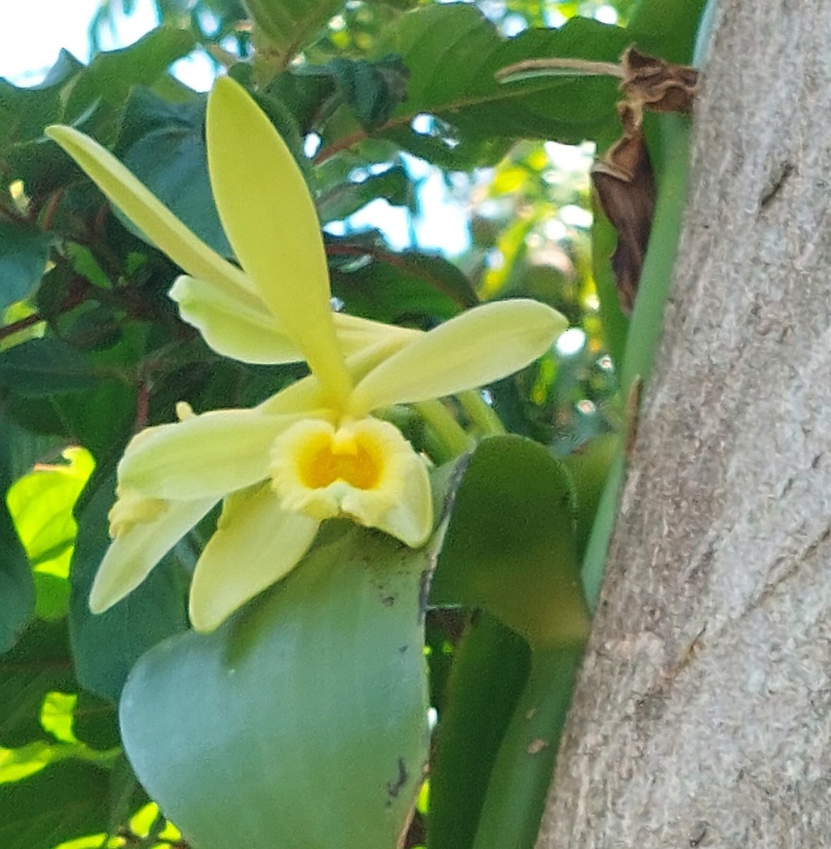 Vanilla Bean Flower Plant