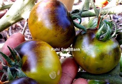 Blue Green Zebra Tomato - A Great Variety Yields up to 12kg per Plant ...