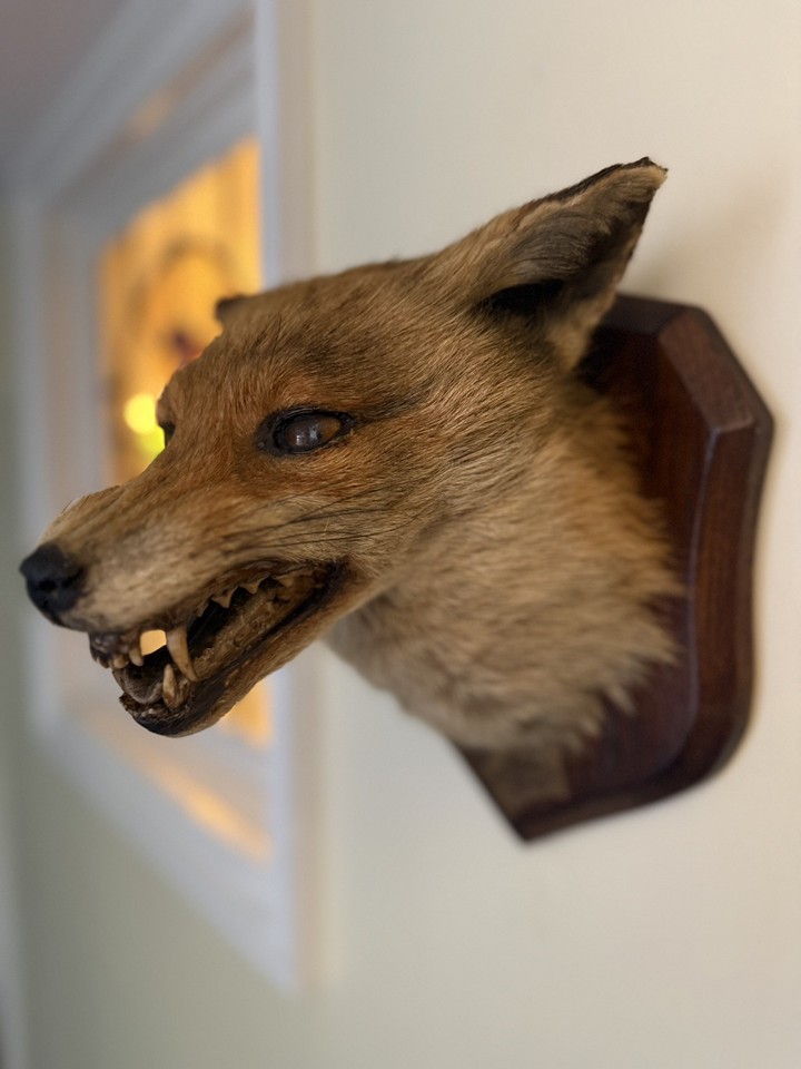 Taxidermy Fox Head | eBay UK