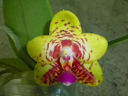 Fragrant Phalaenopsis Phal. Orchid World 'Bonnie Vasquez' AM/AOS In 2. ...