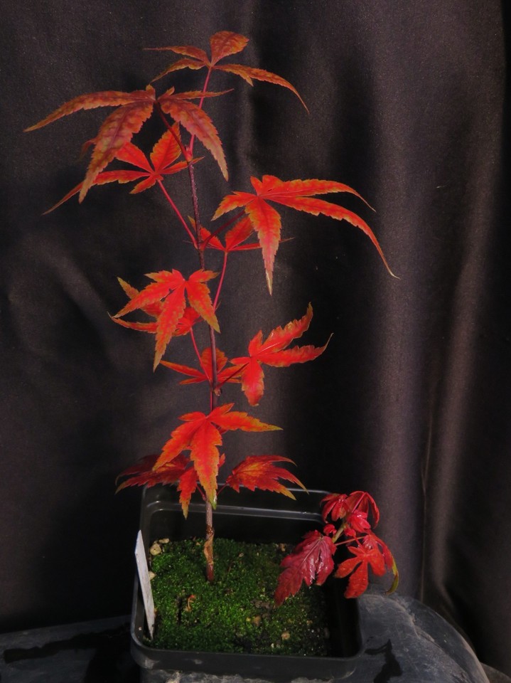 Seed-Grown Acer Palmatum 'Japonicum' Japanese Maple Tree 2025 Seedling ...
