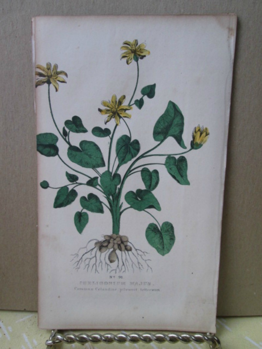 Vintage Print,COMMON CELANDINE,Good's Flora,1845 | eBay