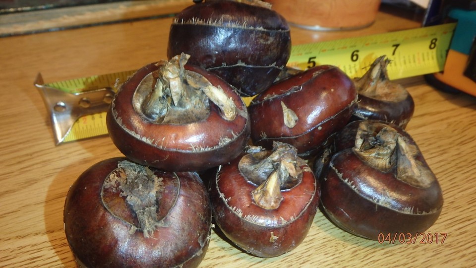 CHINESE WATER CHESTNUTS 8 bulbs (Eleocharis dulcis), edible, extremely ...