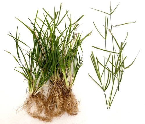 Dried Paragis Plant Powder Eleusine indica GooseGrass Poaceae Ayurvedic ...