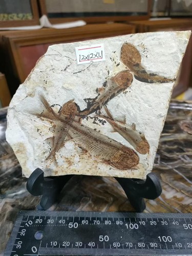 Cambrian fish fossils, wolf finned fish paleontological specimens | eBay