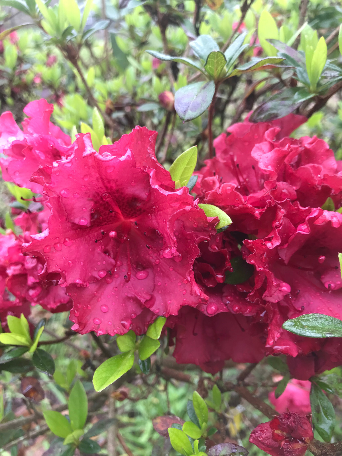Rhododendron Azalea Red Ruffles pint plant | eBay