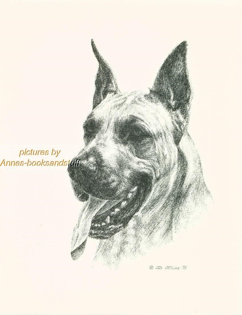 Drawn Great Dane Great Dane Puppy Sitting Drawing Hand Sketch Vector