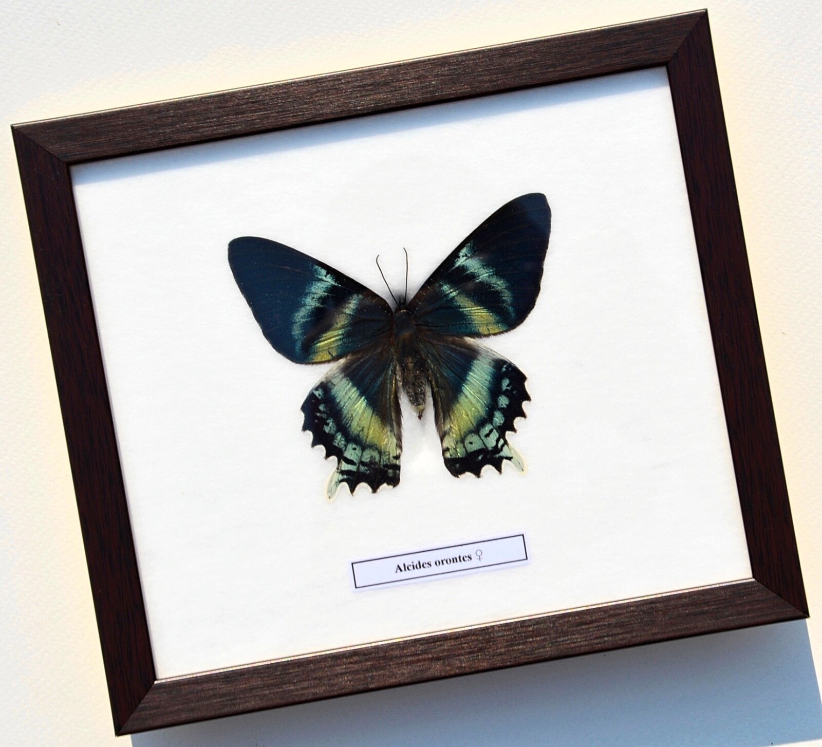 REAL ALCIDES ORONTES MOTH IN FRAMED DISPLAY: TAXIDERMY | eBay