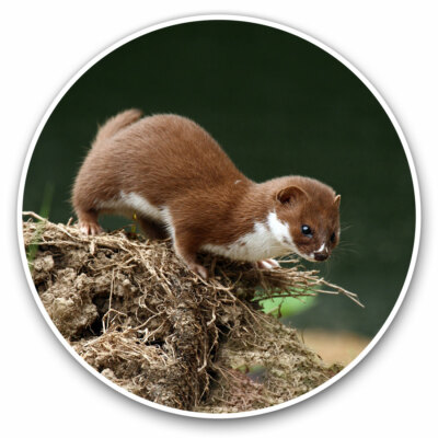 2 x Vinyl Stickers 10cm - Brown Wild Weasel Animal Cool Gift #12767 | eBay