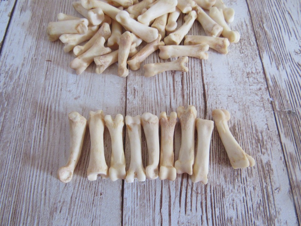 10 Coyote Toe/Foot Bone Metatarsals Bones Craft/Jewelry Supplies Bone ...