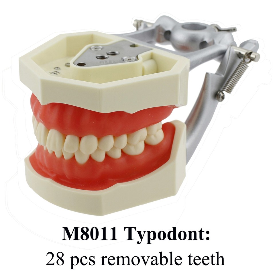 Dental Typodont Model Kilgore NISSIN 200 500 Teeth Mounting Pole ...