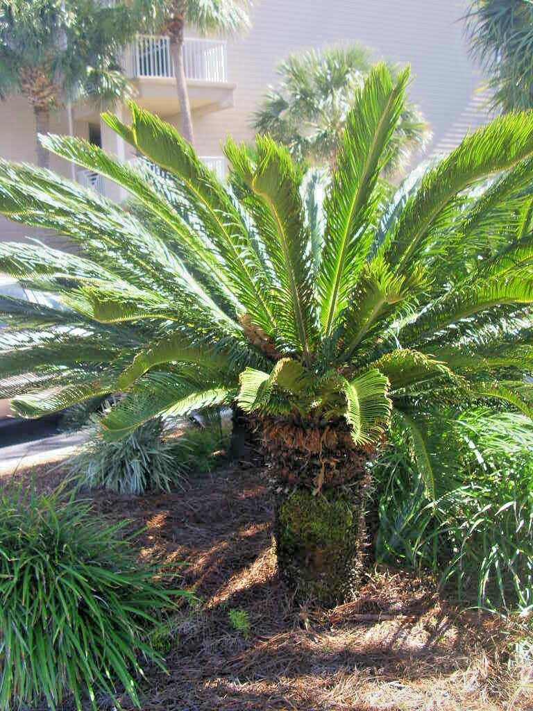 King Sago Palm Berries Trees