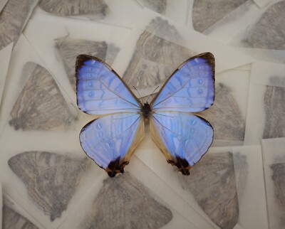 2 MORPHO SULKOWSKYI A1 REAL BUTTERFLY PURPLE BLUE UNMOUNTED WINGS ...