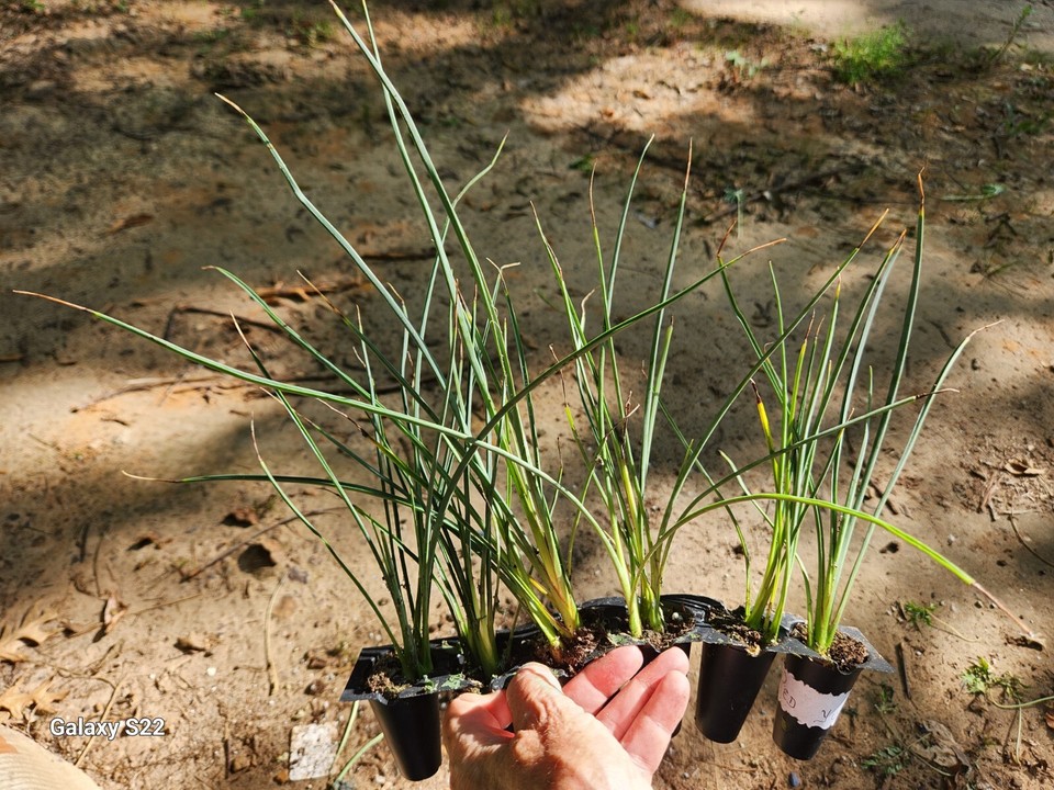 2 Hesperaloe parviflora Texas Red Yucca Seedling Plants 8 -12" tall ...
