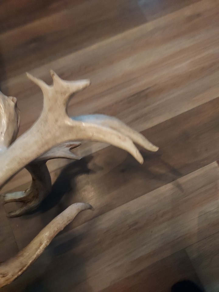 Massive Whitetail Deer Shed Antler Taxidermy Mount Cabin Decor Lamp 15 ...