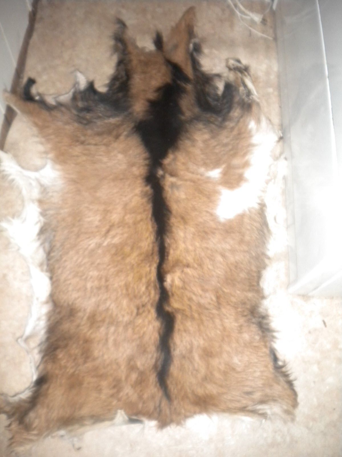 GOAT KID HIDE / PELT SALT DRIED ALL NATURAL MADE IN USA | eBay