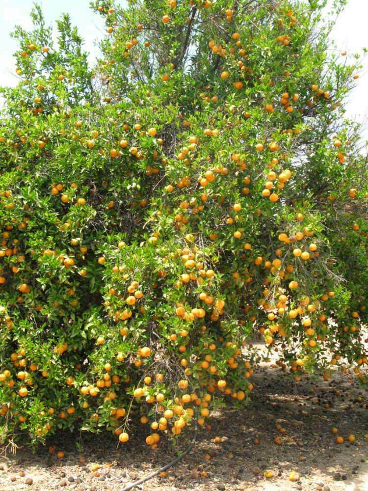 Dwarf Ponkan Mandarin/Tangerine Tree - 26-30" Tall Live Citrus Plant ...