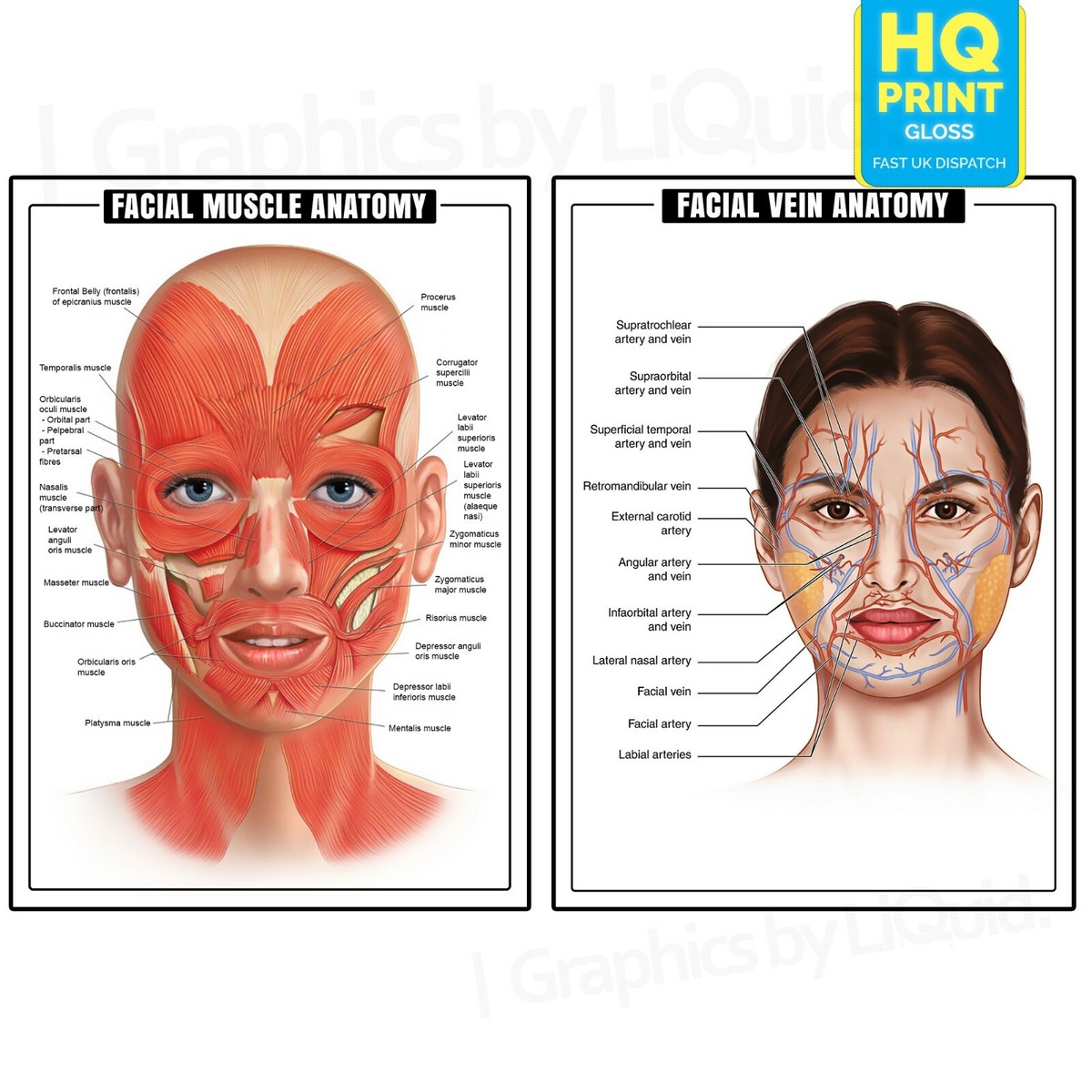 Anatomy Of Facial Muscles