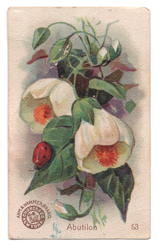 1895 Abutilon Flower Card Arm & Hammer J16 #53 Church & Dwight Flower ...