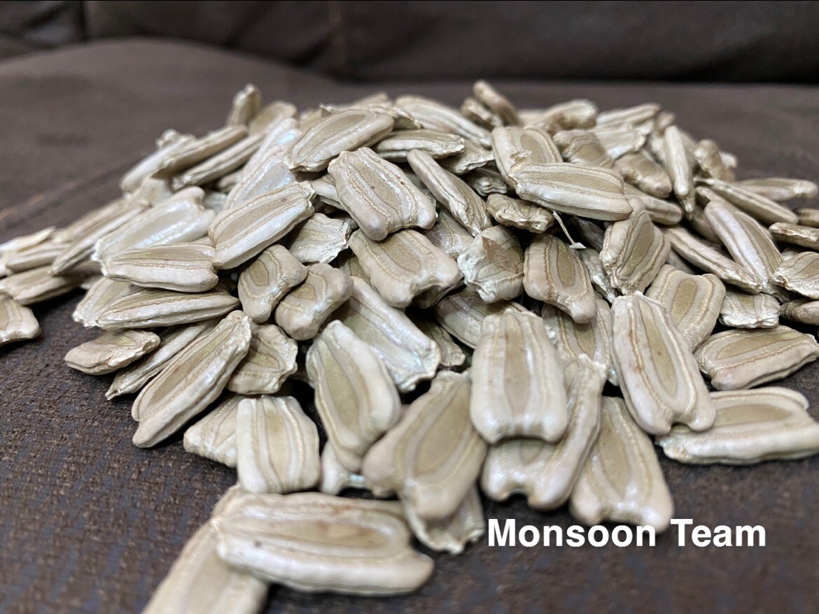 Bangladeshi Khodu Bottle Gourd Dudhi Doodhi Lao Lau Kodu Organic UK ...