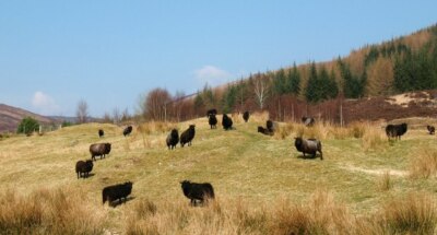 Photo 6x4 The black sheep of the family Innerwick/NN5847 Plenty of ...