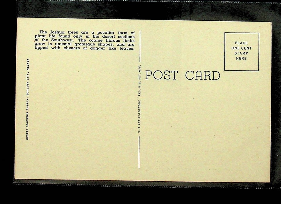 Joshua Tree And Desert Post Card -M-41 | eBay