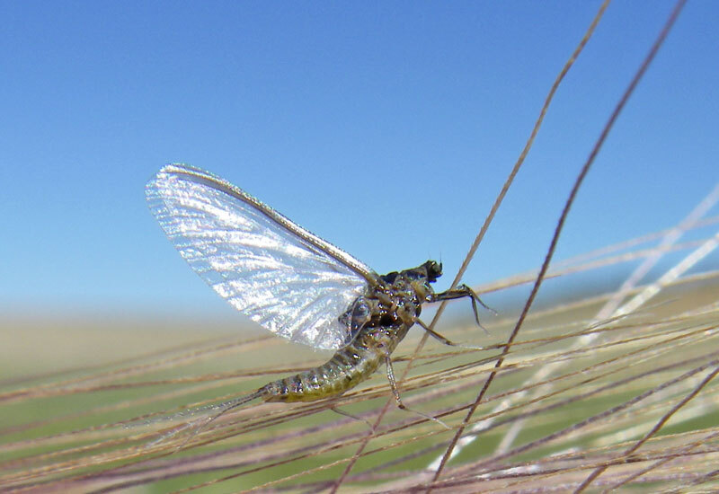 Guide Flies Reef Trico Nymph Emerger Black - Premium Trout Fly Fishing ...