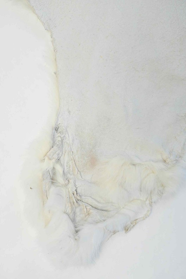 5 Pack Genuine White Rabbit Pelts – Ideal for Crafts & Trim ...