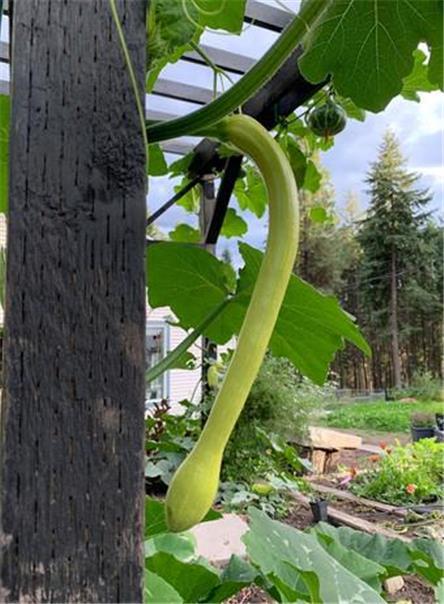 Courgette Tromboncino HUGE Italian Courgettes Sow Mar-July, 10 Seeds ...