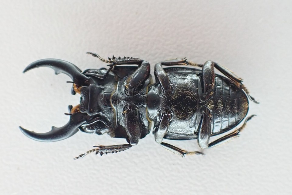 j7956. Insects, Lucanidae, Aegus sp. Vietnam, Ha Giang | eBay