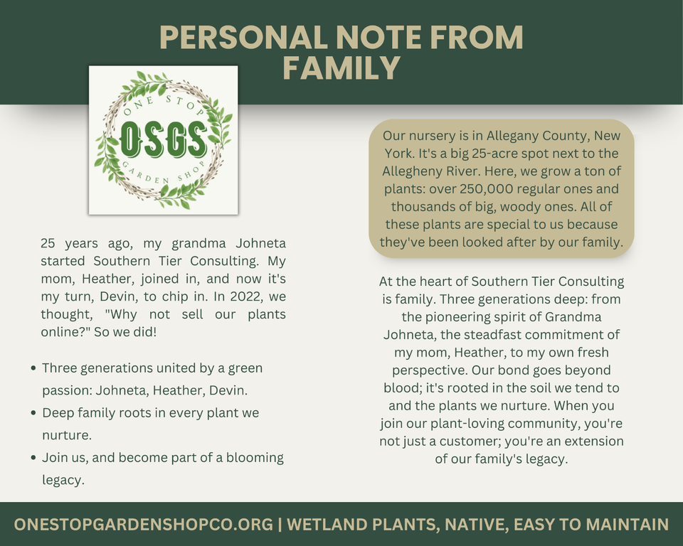 Veronicastrum virginicum | Culver's Root | Starter Plant Plug | eBay