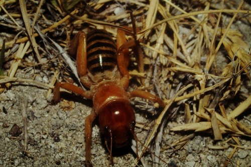 1983 nature close up of potato bug nino de la tierra Original 35mm ...