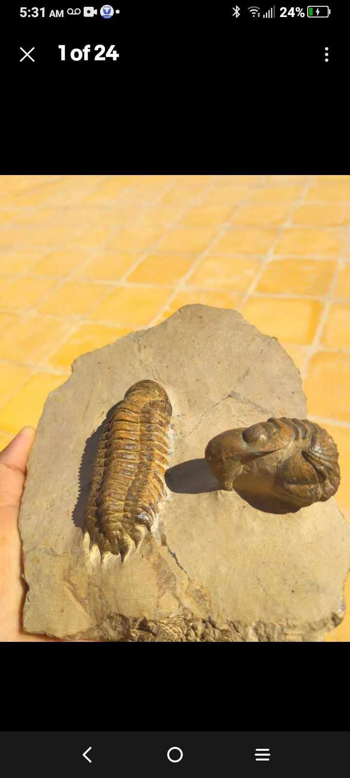 Trilobite, 100% Real.over 3-inch trilobite, A Natural plate of 2 ...