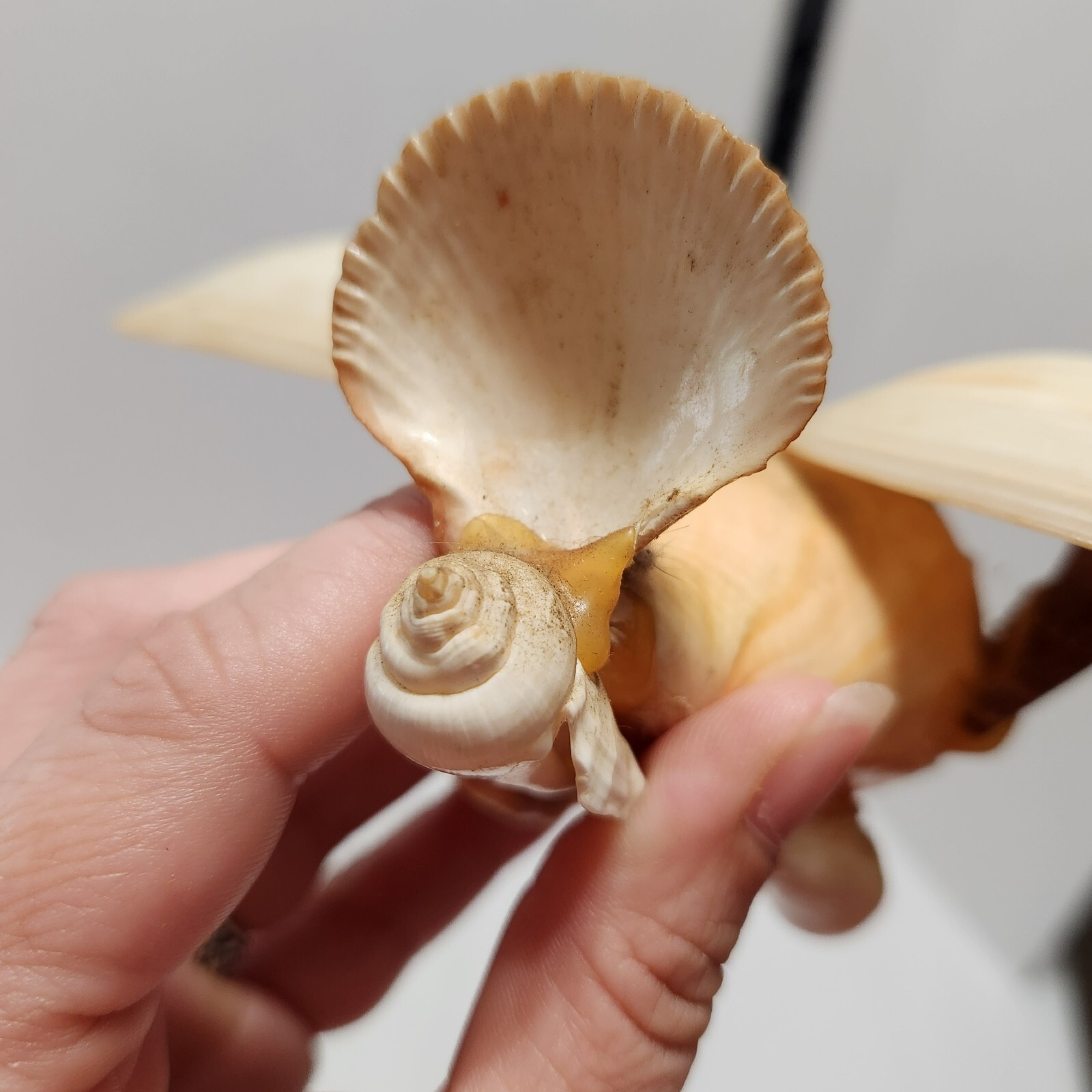 Vintage Hand Crafted Sea Shell Airplane Sculpture Figurine | eBay