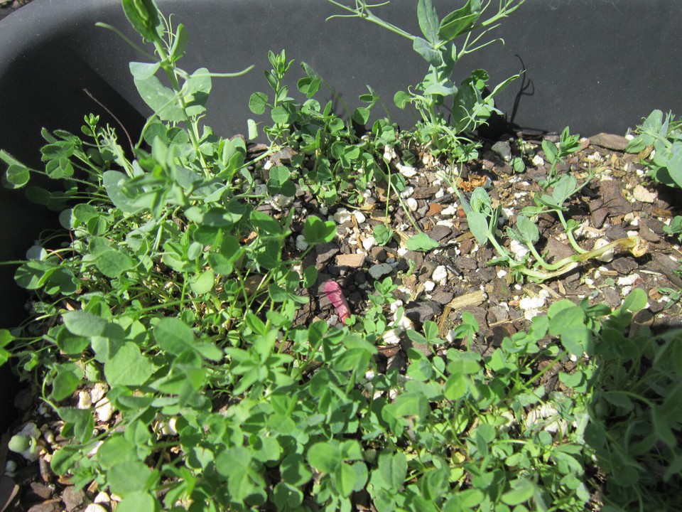 Premium Chicken Poultry Forage Seed Mix - All-Natural- Midwest/ Mid ...