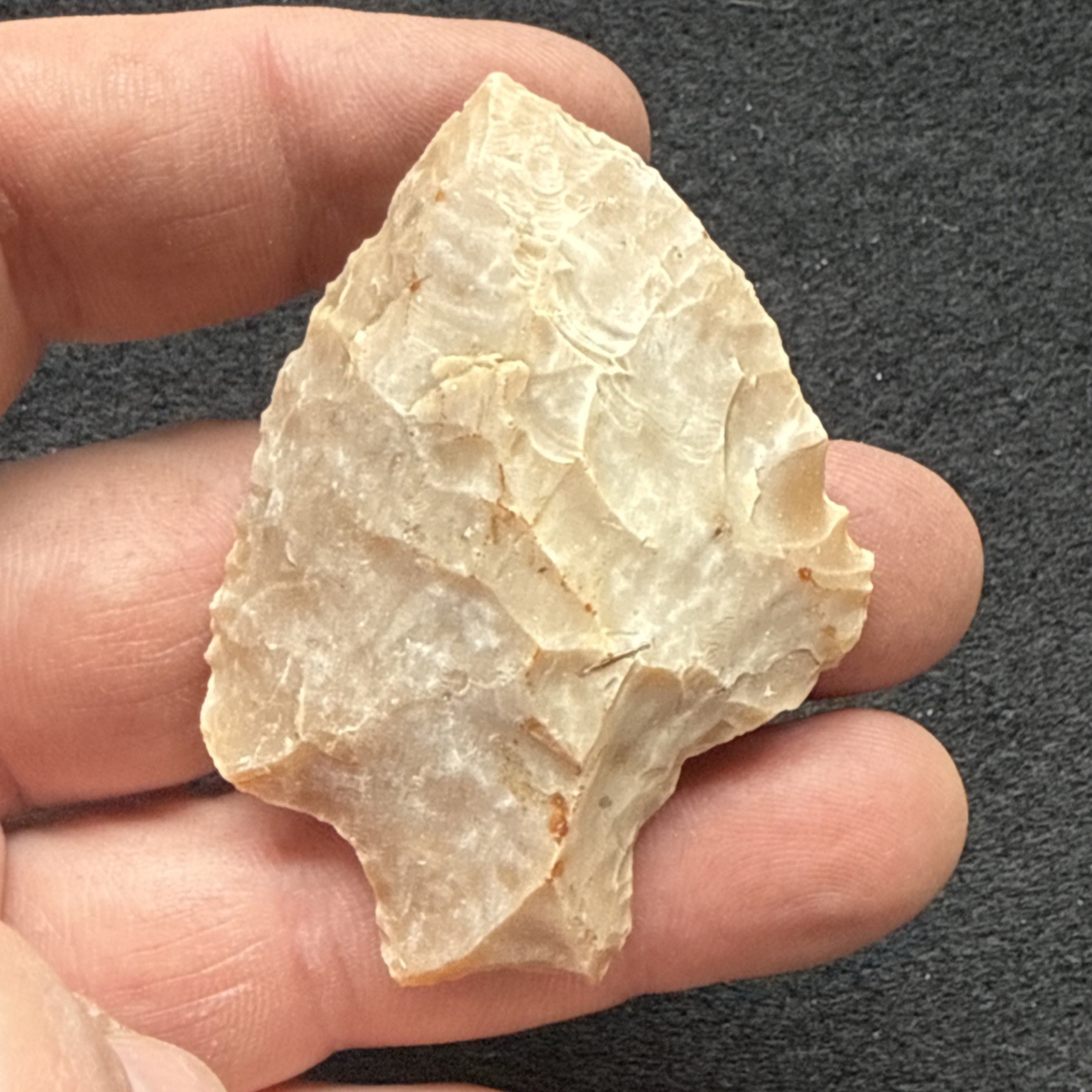 Indian Arrowhead Translucent Fossil Coral Found In Holmes Co Florida ...