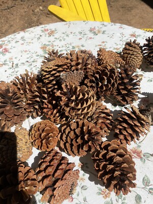 50 PCS Pine Cones Decorations, Natural Pine Cones Bulk Package - Large Medium | eBay