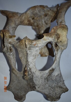 Pacific Islands & Oceania - Buffalo Bones - Vatican