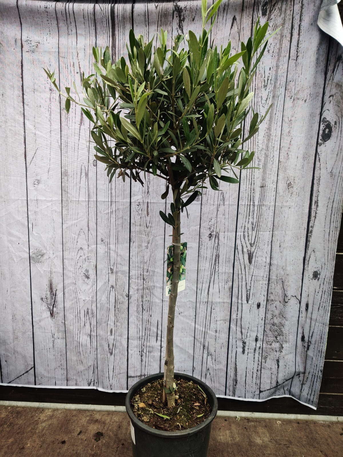 Standard Olive Tree Olea Europaea Established Garden Plant Approx 90cm ...
