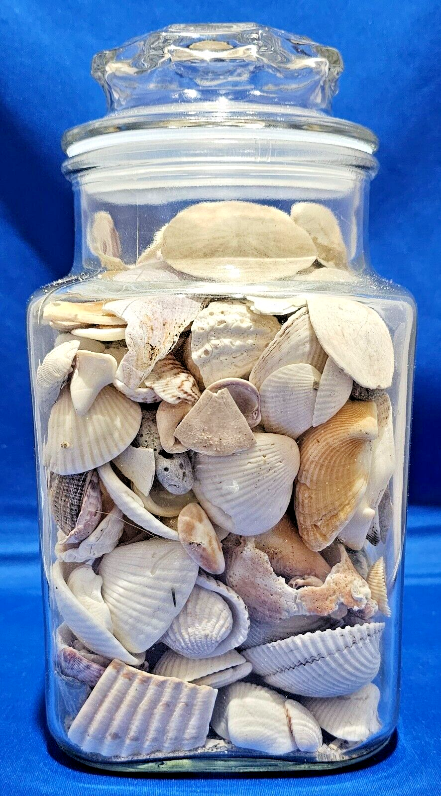 9" Tall Glass Apothecary Jar Filled With Seashells Sea Shells | eBay