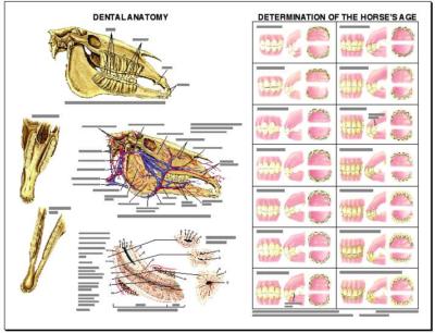 Equine Dental Anatomy Wall Chart #3 LFA #2538 Horse | eBay