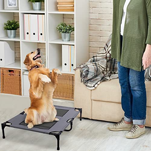 Place Boards For Dog Training Pet Supplies : Cato Board - Dog Training ...
